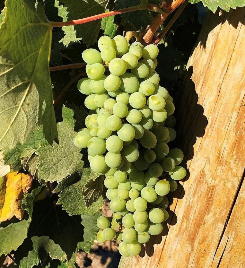 Nolan Vineyards - Nolan Capital