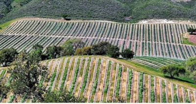 Nolan Vineyards - Nolan Capital