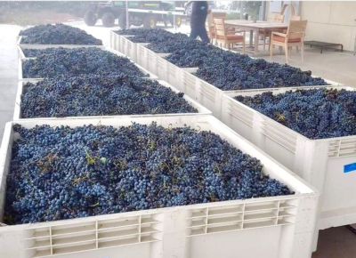 Nolan Vineyards - Nolan Capital