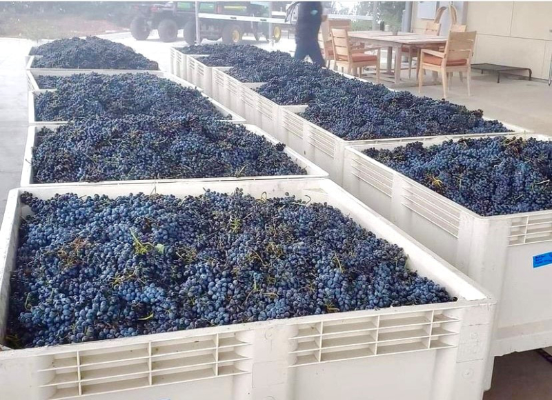 Nolan Vineyards - Nolan Capital